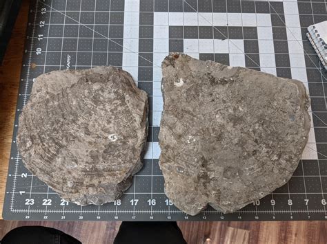 Is This A Giant Bivalve From A Stone Supplier In Sw Michigan Rfossilid
