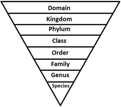 Classifying Humans Flashcards Quizlet