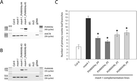 Genetic Complementation Of Arabidopsis Max4 Mutants With Populus Max4