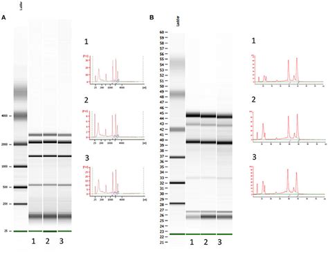 Bioanalyzer Electrophoretogram Output For Prokaryotic Total Rna Download Scientific Diagram