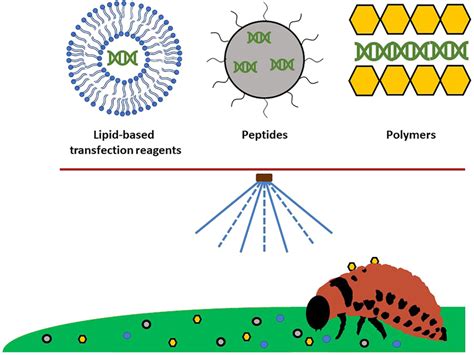 Strategies For Enhancing RNAi Efficiency By Protecting DsRNA From