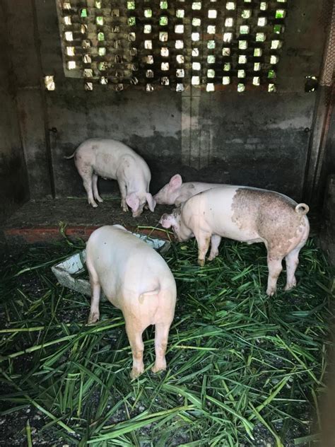 縣長饒慶鈴宣布台東縣自4月1日起全面禁用廚餘養豬 指傳媒