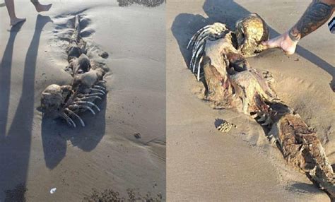 La Sirenita Raro Esqueleto Encontrado En Una Playa En Australia