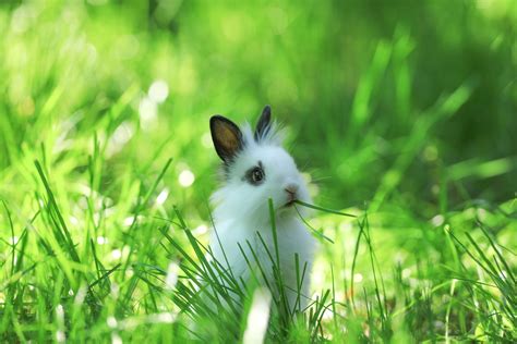 30 Cute Bunny Pictures To Make You Smile — Adorable Bunnies
