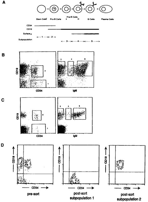 Bone Marrow B Lineage Subpopulations Collected On The Basis Of Cd34