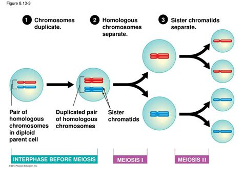 What Cell Reproduction Accomplishes Ppt Download