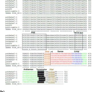 Multiple Nucleotide Alignments Analysis Of PshRNA Containing Short
