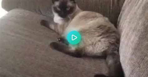 Her Tail Album On Imgur