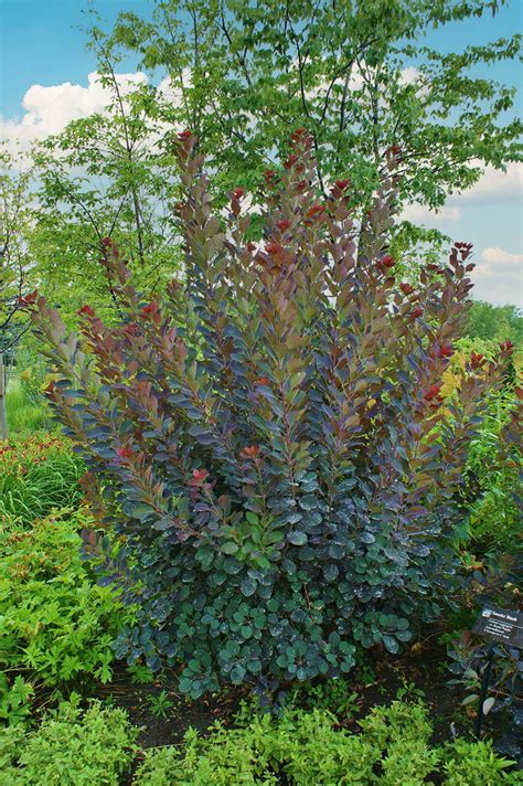 Cotinus Coggygria Royal Purple Urban Jungle Plant Nursery