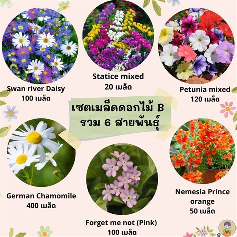 เซ็ตเมล็ดดอกไม้ต่างประเทศรวม6สายพันธุ์ ดอกคาโมมายด์ ดอกเดซี่ ดอกสแตติส