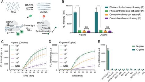 Photocontrolled Crrna Activation Enables Robust Crispr Cas12a Diagnostics Pmc