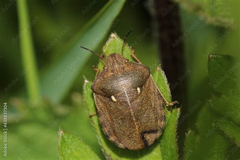 Stock Foto „the Turtle Shieldbug Scientific Name Podops Inuncta Bug Is Basking In The Sun On A