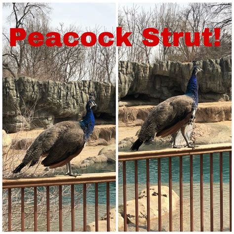 Peacock Strut