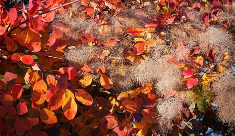 Beautiful Trees With Red Leaves All Year Around Crate And Basket