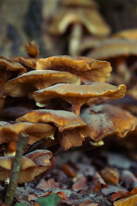 蘑菇 真菌学 菌类 Pixabay上的免费照片 Pixabay