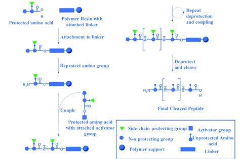 Solid Phase Peptide Synthesis Spps Synthetic Scheme Adapted From
