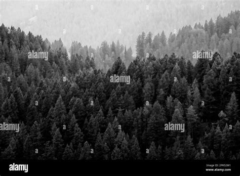 Lush Green Pine Tree Forest Forrest In The Mountains Layered With Valleys Stock Photo Alamy