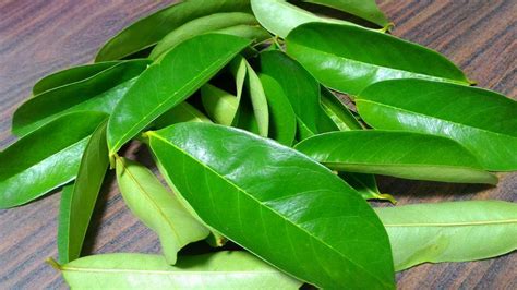 Dried Guyabano Leaves