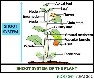 Shoot System Of Plant Definition Characteristics Functions