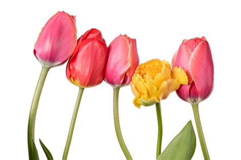 庭の花の花束白い背景で隔離のチューリップ お祝いのストックフォトや画像を多数ご用意 お祝い カットアウト スタジオ撮影 Istock