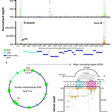 Landscape Of Mitochondrial 5 Ends In Different Human Cancer Cell Lines