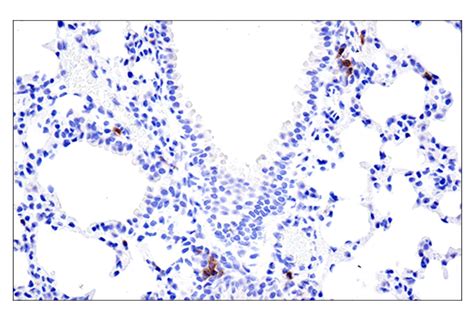 Gitr E9o9h Rabbit Mab Cell Signaling Technology