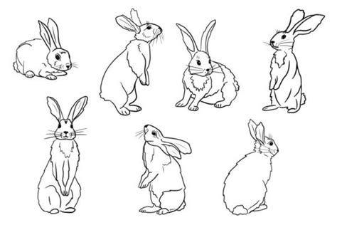 Rabbit Drawing Reference Vector Art Icons And Graphics For Free Download