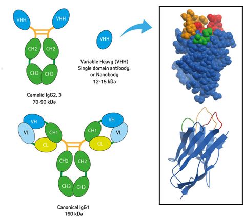 Camelid Immunology Jackson Immunoresearch