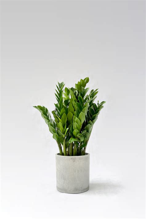 室內座地植物 辦公室植物盆栽 Office Plant Indoor Plant Wah King Garden Arts Co Ltd