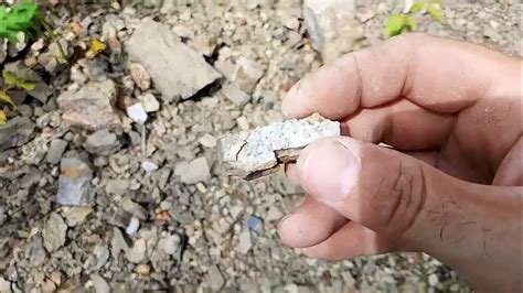 В поисках окаменелостей Youtube