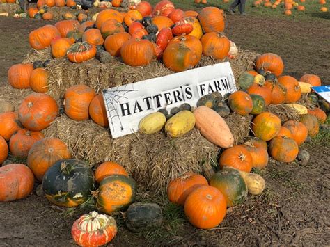 The Best Places To Go Pumpkin Picking In Essex 2022