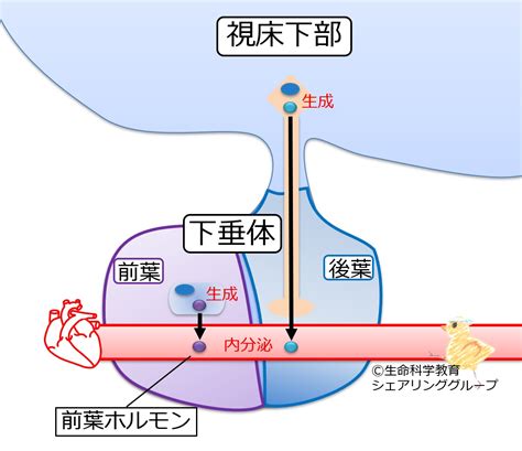 下垂体が関与するホルモンの調節（6級）内分泌系総論下垂体概論 一歩一歩学ぶ生命科学
