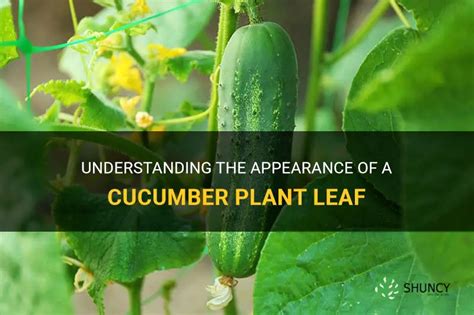 Understanding The Appearance Of A Cucumber Plant Leaf Shuncy