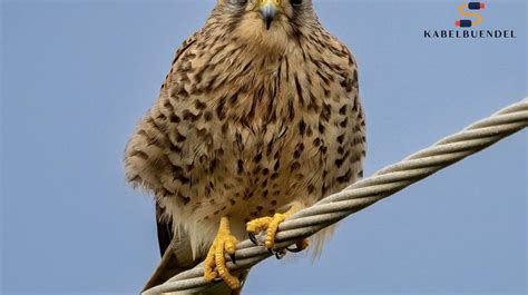 Dein Guide Zum 5 X 10 Quadrat Kabel Auswahl Nutzung Und Vor And Nachteile