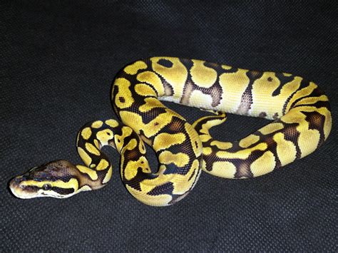 Blonde Pastel Enchi Het Daddy Ballpython