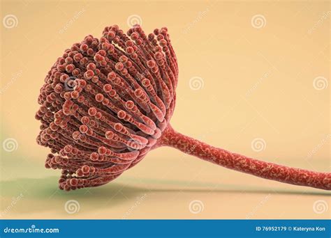 Black Mold Fungi Stock Illustration Illustration Of Asthma 76952179