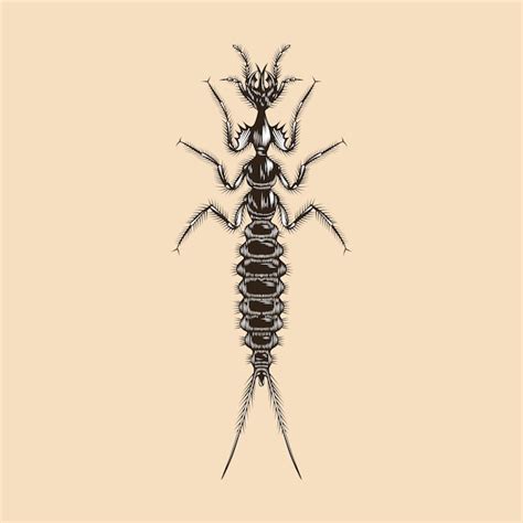 Векторная плоская иллюстрация личинки Dytiscus Marginalis Премиум вектор