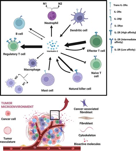 Nanoparticle Mediated Synergistic Chemoimmunotherapy Ijn