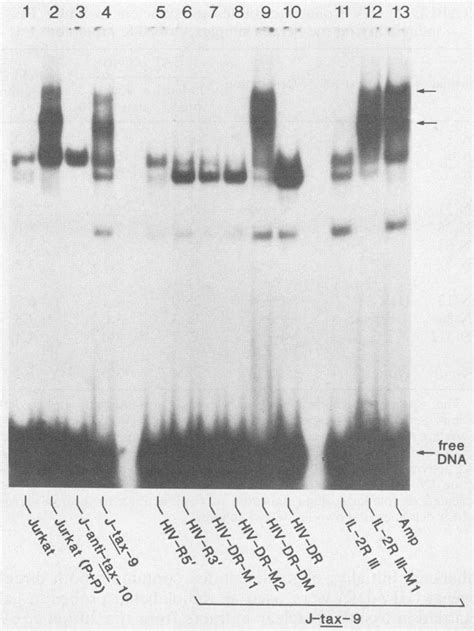 Sequence Specific Interactions Of Tax Induced Nuclear Proteins With The