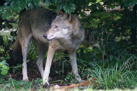 Gray Coyote Free Image Peakpx