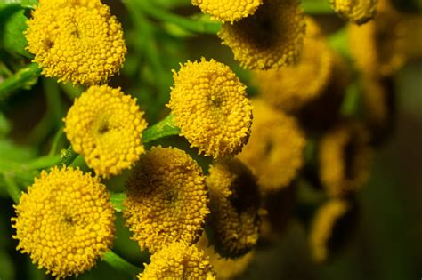 노란 쑥 국화 꽃 Tanacetum Vulgare 일반적인 쑥 국화 쓴 버튼 녹색 여름 초원에서 쓴 또는 황금 단추 암소 야생화