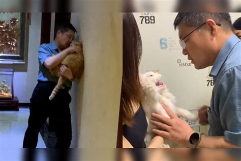 爸爸喝醉抓着橘猫讲道理，白猫看热闹也 躺枪”，妈妈拉也拉不走白猫妈妈爸爸