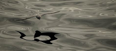 Why Do Canadian Arctic Seabirds Carry So Much Mercury The Wildlife