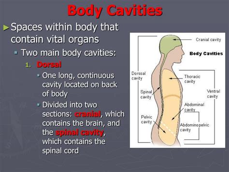 Ppt Body Planes Directions And Cavities Powerpoint Presentation