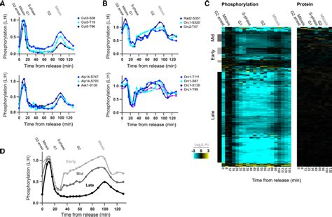 Cdk Substrate Phosphorylation And Ordering The Cell Cycle Pmc
