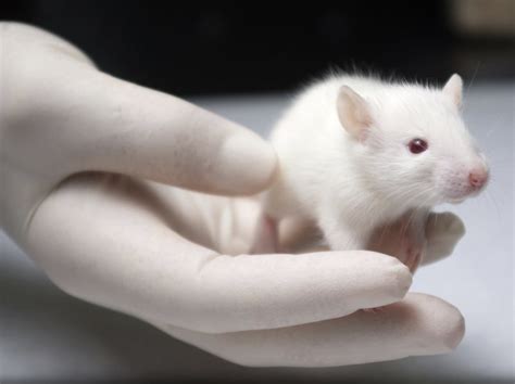 Tikus Sebagai Haiwan Ujikaji Makmal Mengapa Betrayed Mermaid