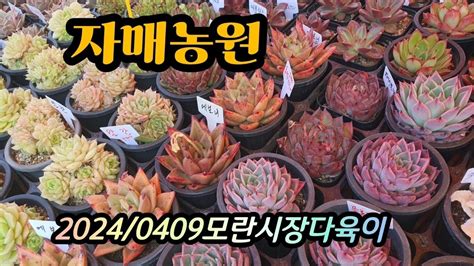 20240409일 모란시장에 예쁜다육이들이 많이나왔습니다~영상함께해요😊🤗💕모란장다육이반려다육반려식물인생다육힐링