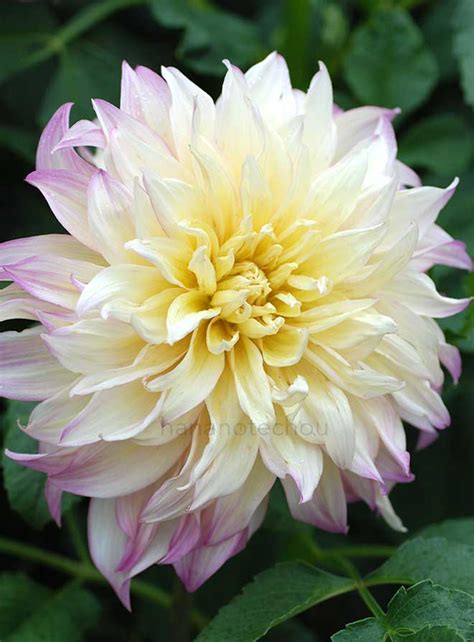 Dahlia Ainokuni