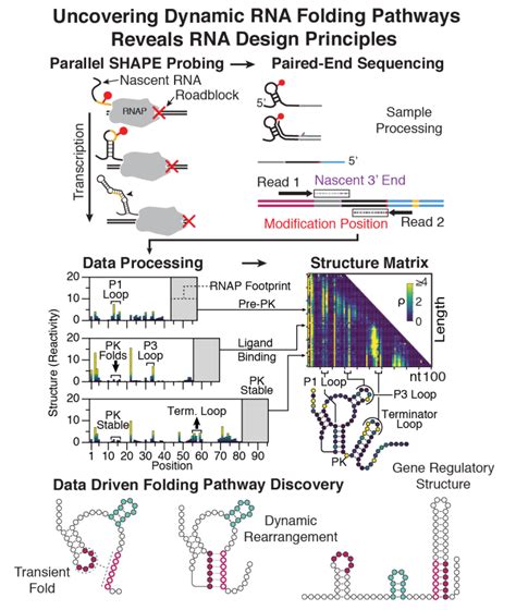 Discovering New Principles Of Dynamic Rna Folding And Function Lucks