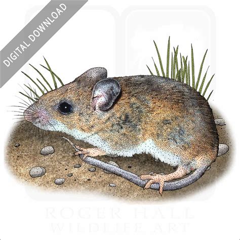 White Footed Mouse